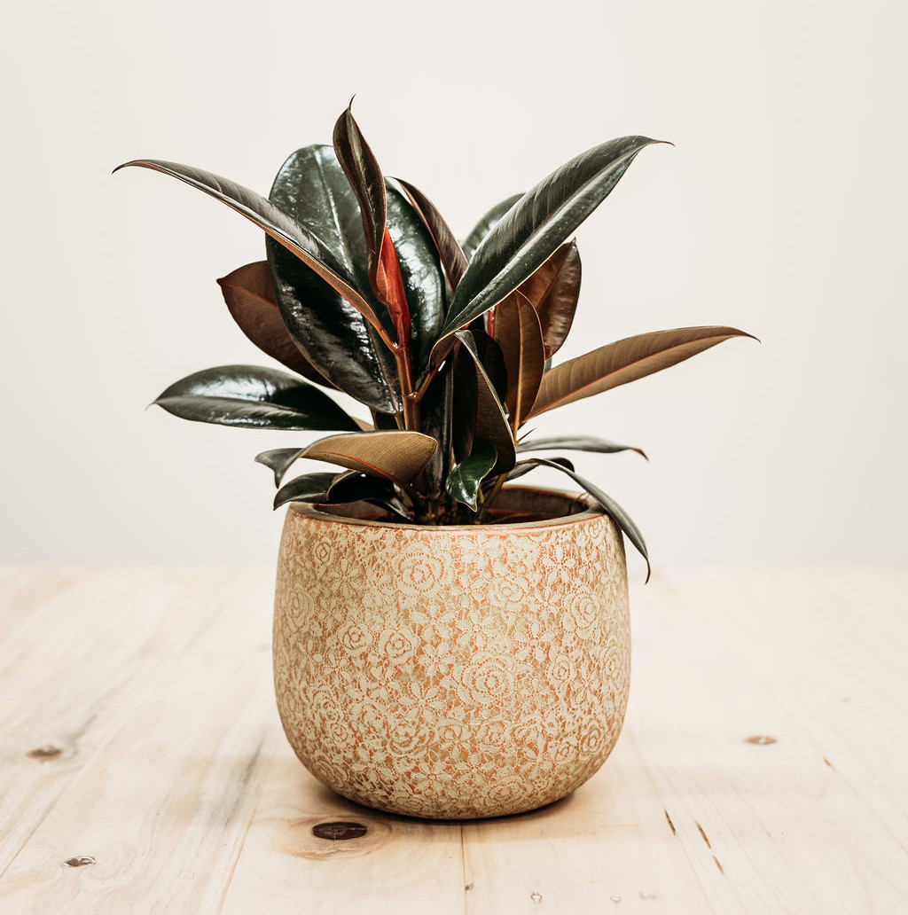 Small Indoor Plant & Pot Combo – Wildflower Mudgee